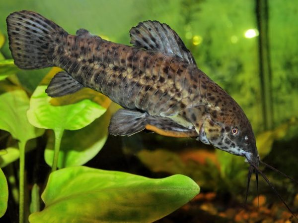 No heater? No problem. Your introduction to temperate fish. - the fishroom
