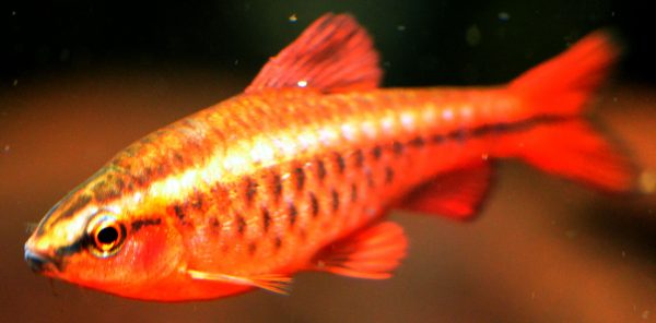 No heater? No problem. Your introduction to temperate fish. - the fishroom
