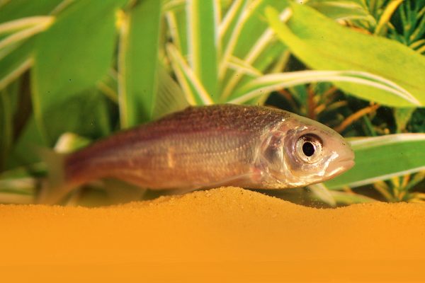 blue-orfe - the fishroom