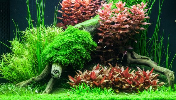 Top 5 Benefits of Aquarium Plants - the fishroom Cheshire